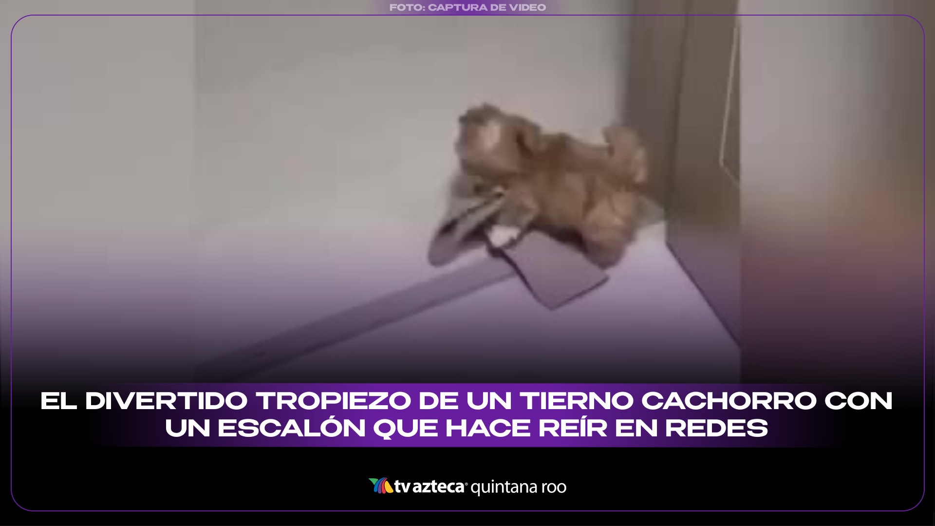 ¡Falta de cálculo! El divertido tropiezo de un tierno cachorro con un ...
