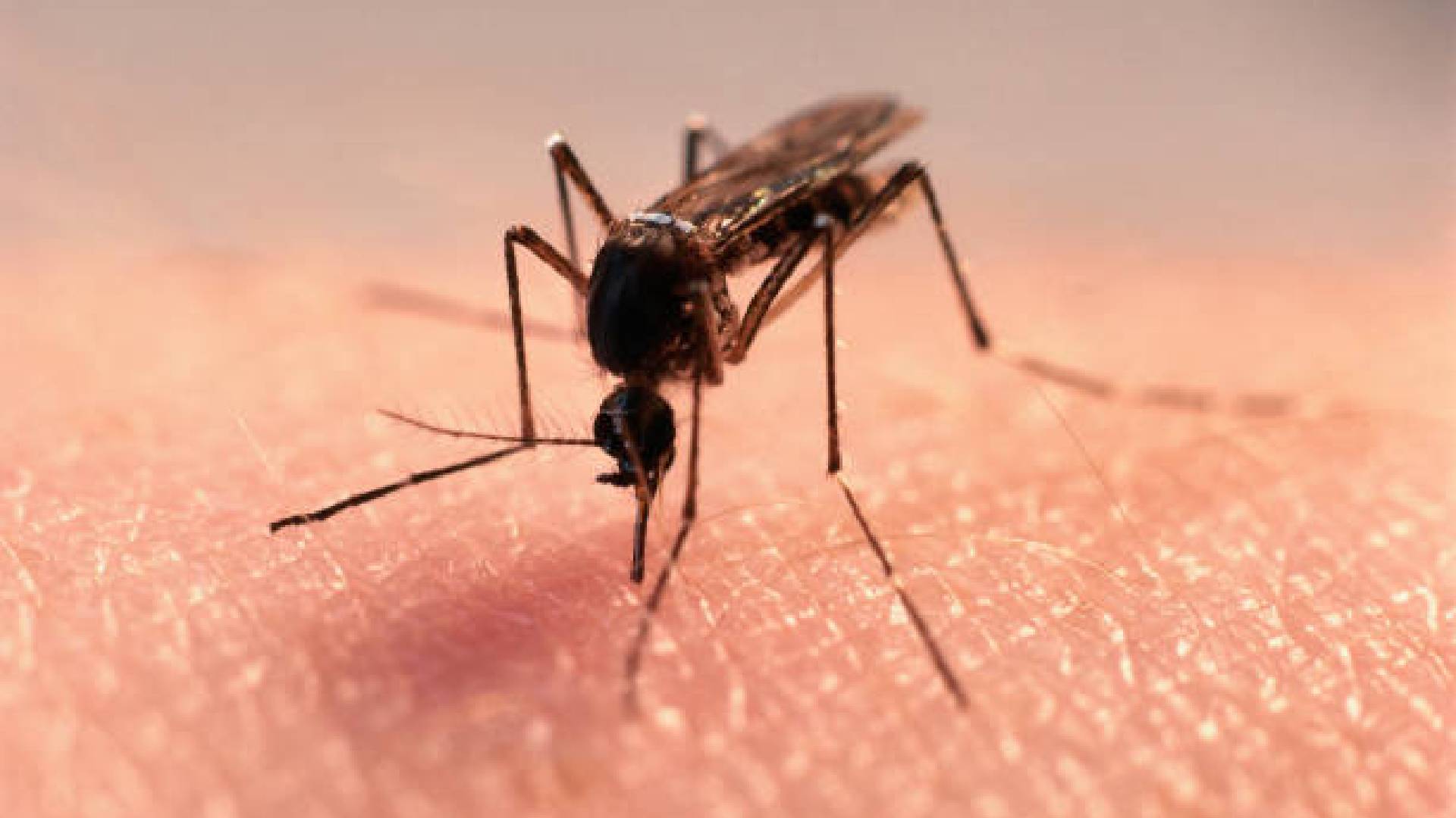 Proyecto de Google plantea liberar millones de mosquitos para combatir ...