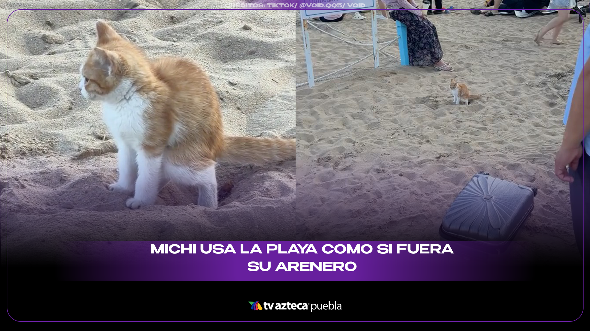 Gatito conquista redes desde la playa al usarla de arenero
