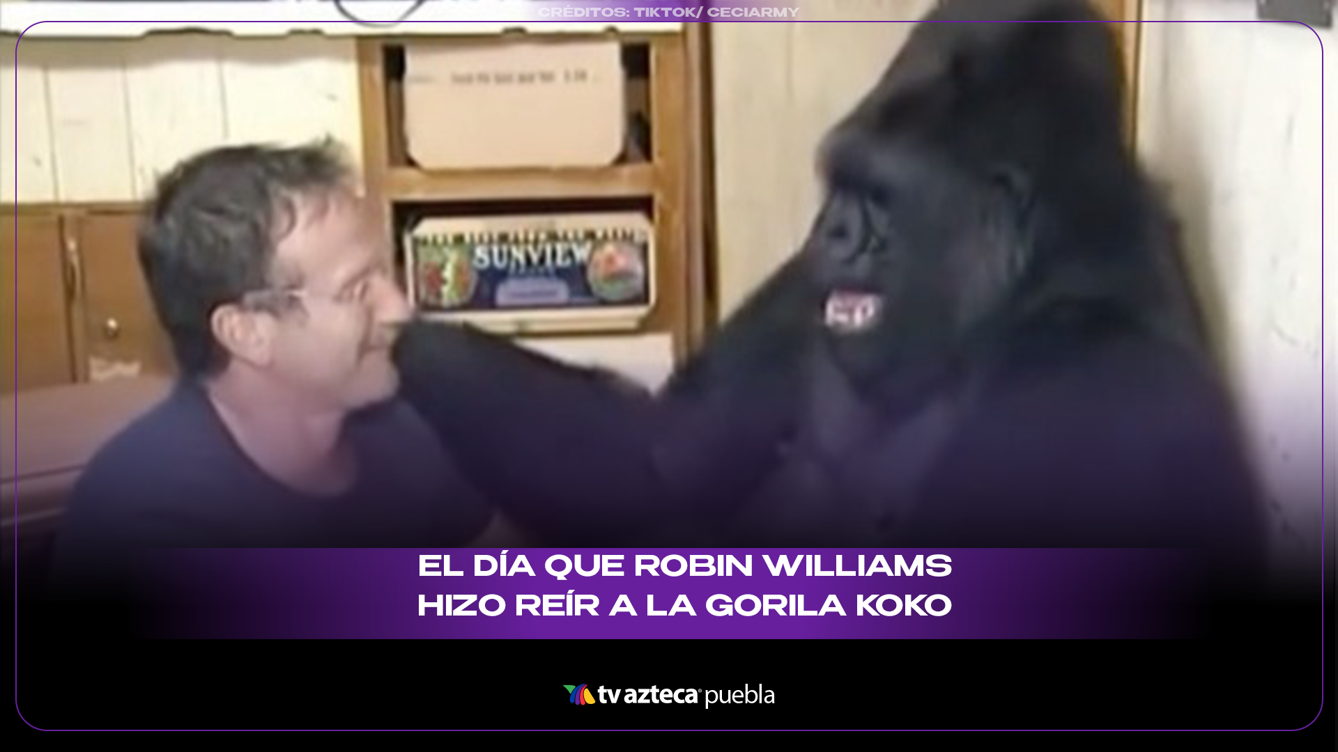 Robin Williams y Koko: el encuentro que sigue conmoviendo al mundo