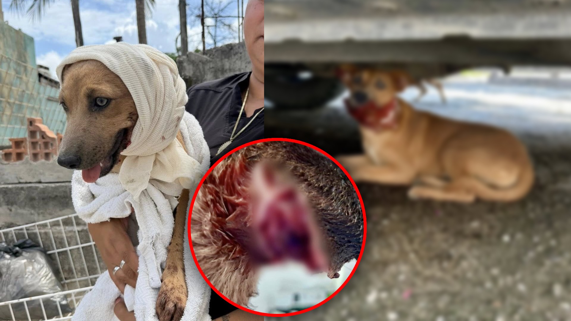 Rescatan a perrita con una botella de vidrio atorada en el cuello: Jade ...
