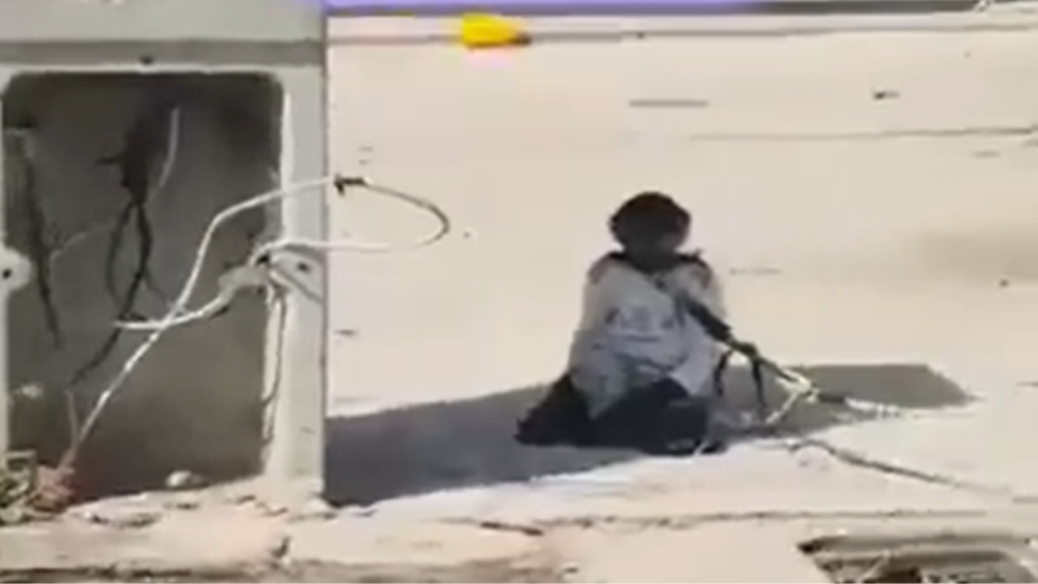 INDIGNANTE: Abandonan a mono araña amarrado a un poste en Sinaloa