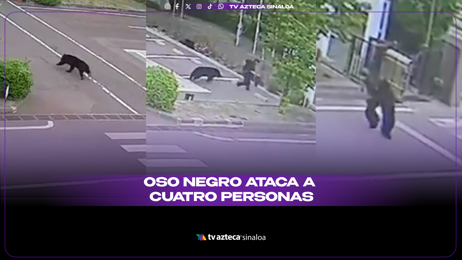 Oso negro ataca a al menos cuatro personas en Fukushima, Japón (VIDEO)