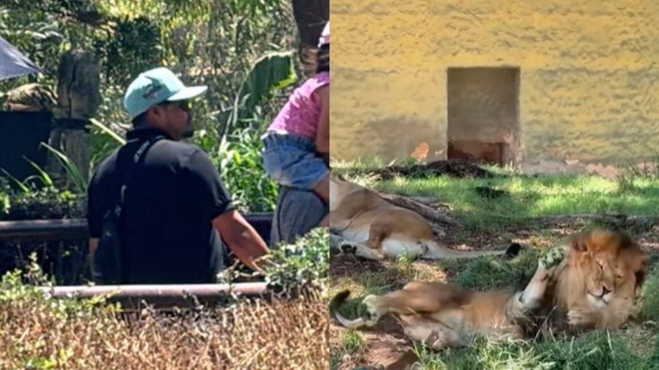 Hombre lanza piedra a un león en el Zoológico de Guadalajara; video ...