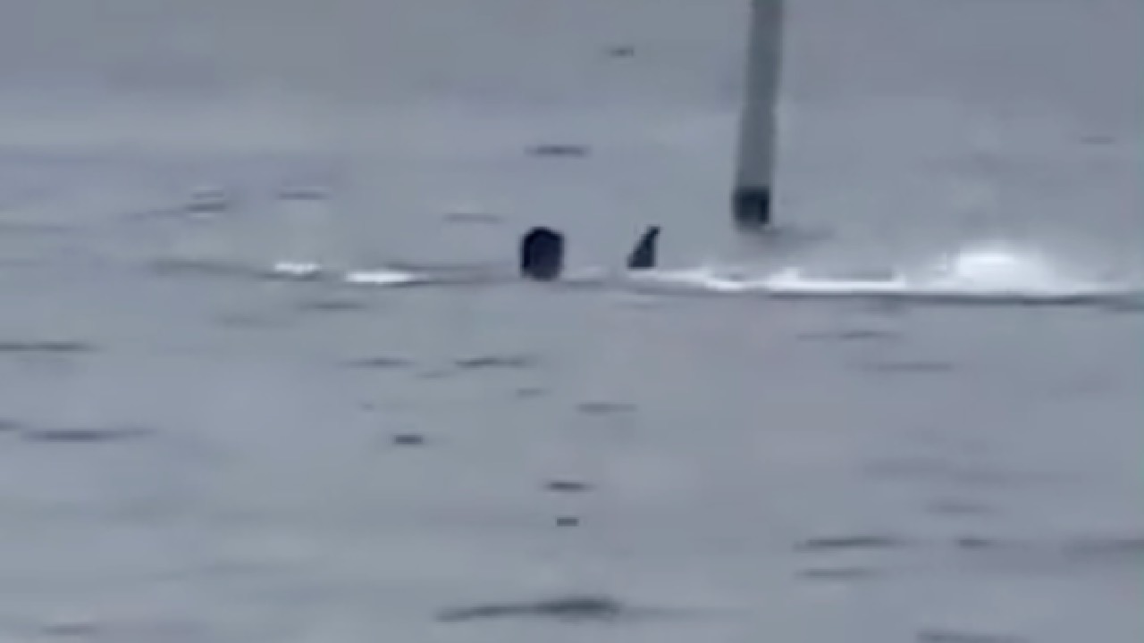 Ataque de tiburón en base naval de Panama City, Florida