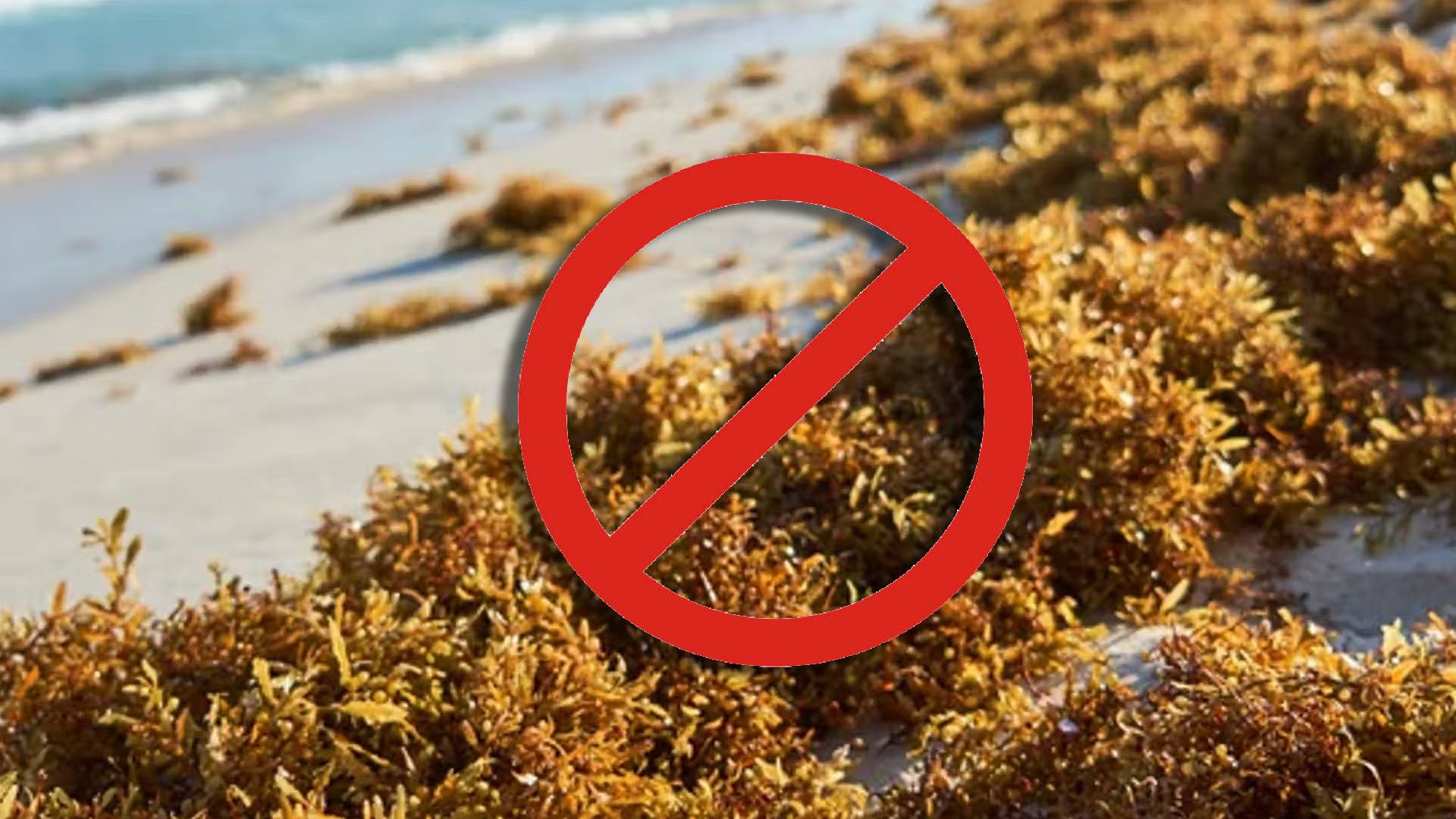 Semáforo del sargazo en Cancún, Playa del Carmen y Tulum hoy: ¿Qué ...