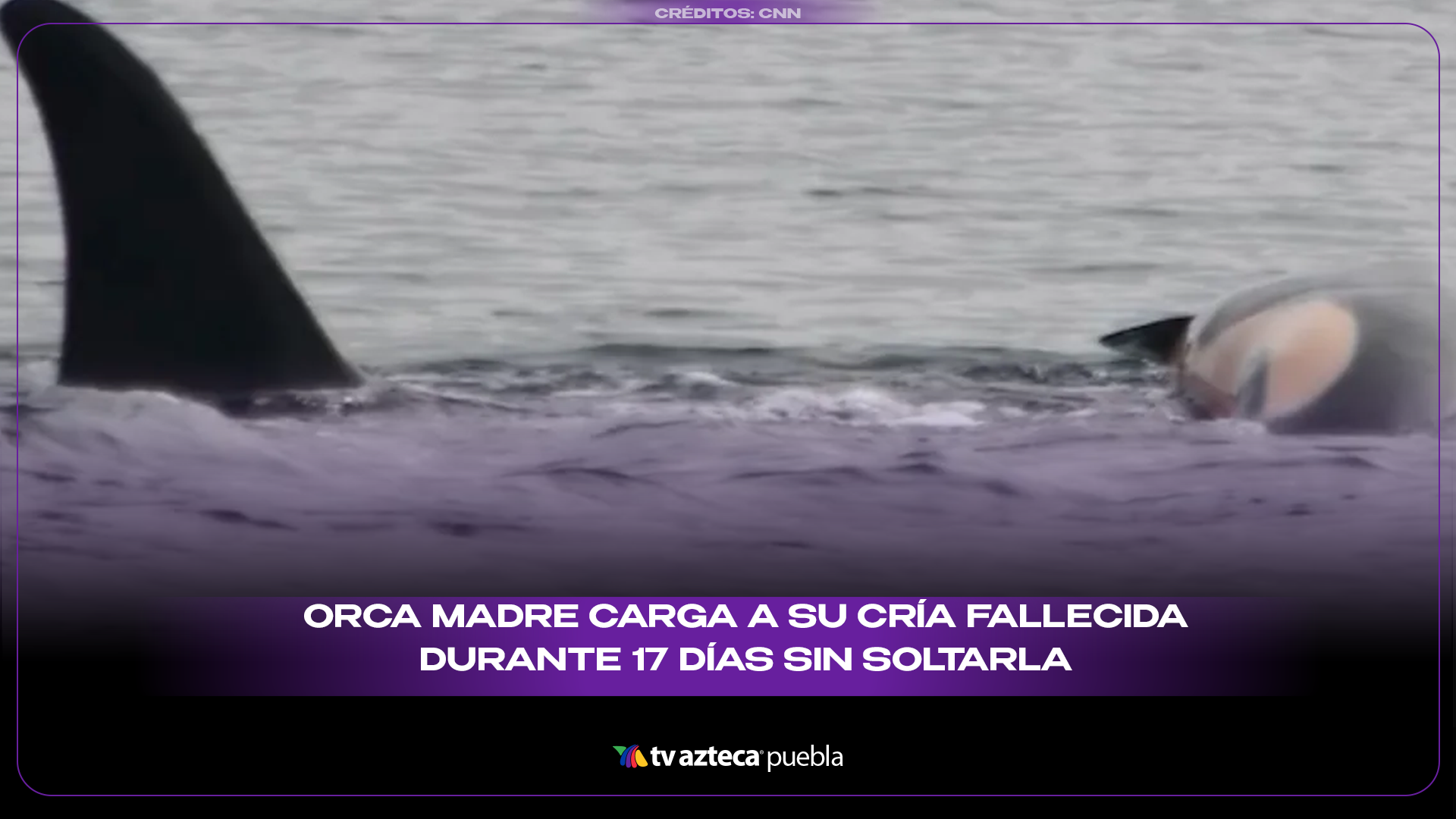 Madre orca carga el cuerpo de su cría sin vida