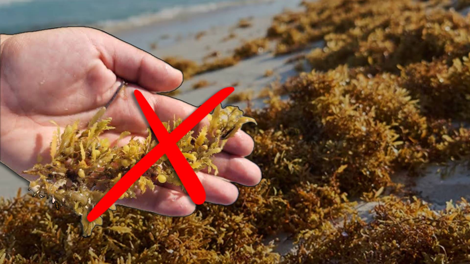 ¿Qué playas no tienen sargazo hoy en Cancún y la Riviera Maya?