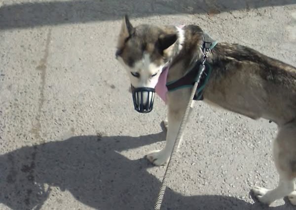 Sasha, la Husky viral de Ciudad Juárez, reaparece en las calles y causa ...