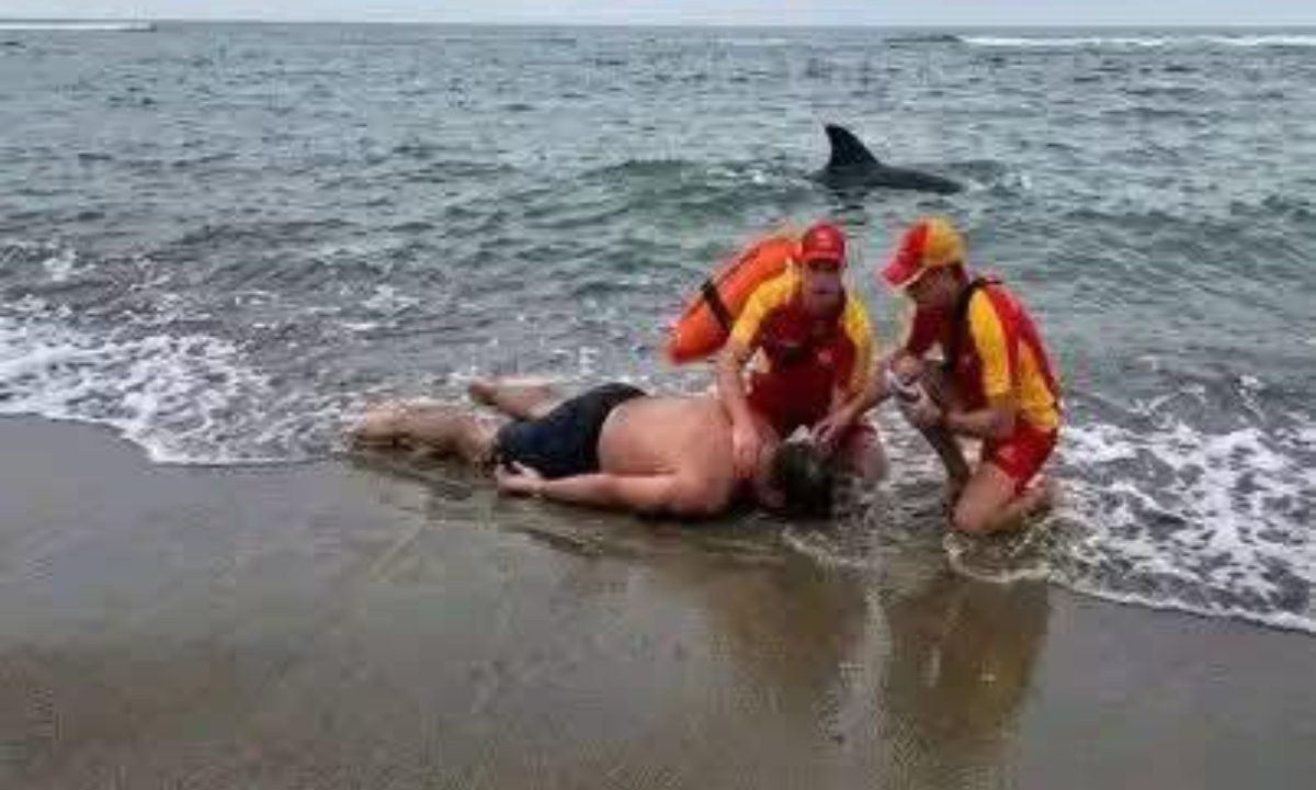 ¿Delfín rescató a hombre de morir ahogado en playa de Veracruz? Esto se ...