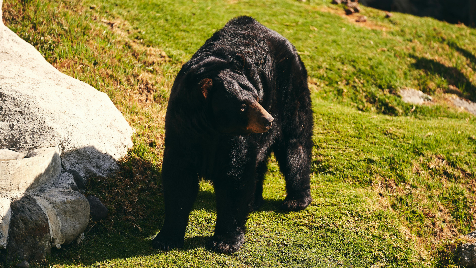 Avistan oso negro en Jalpan de Serra Querétaro
