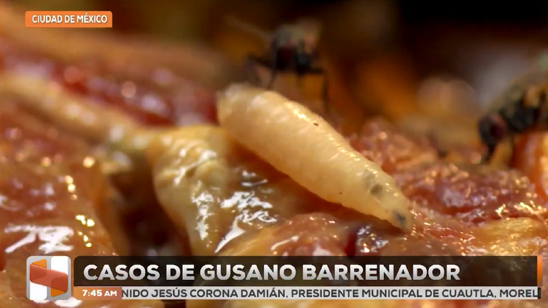 Casos positivos de miasis humana por gusano barrenador, en Ciudad de México