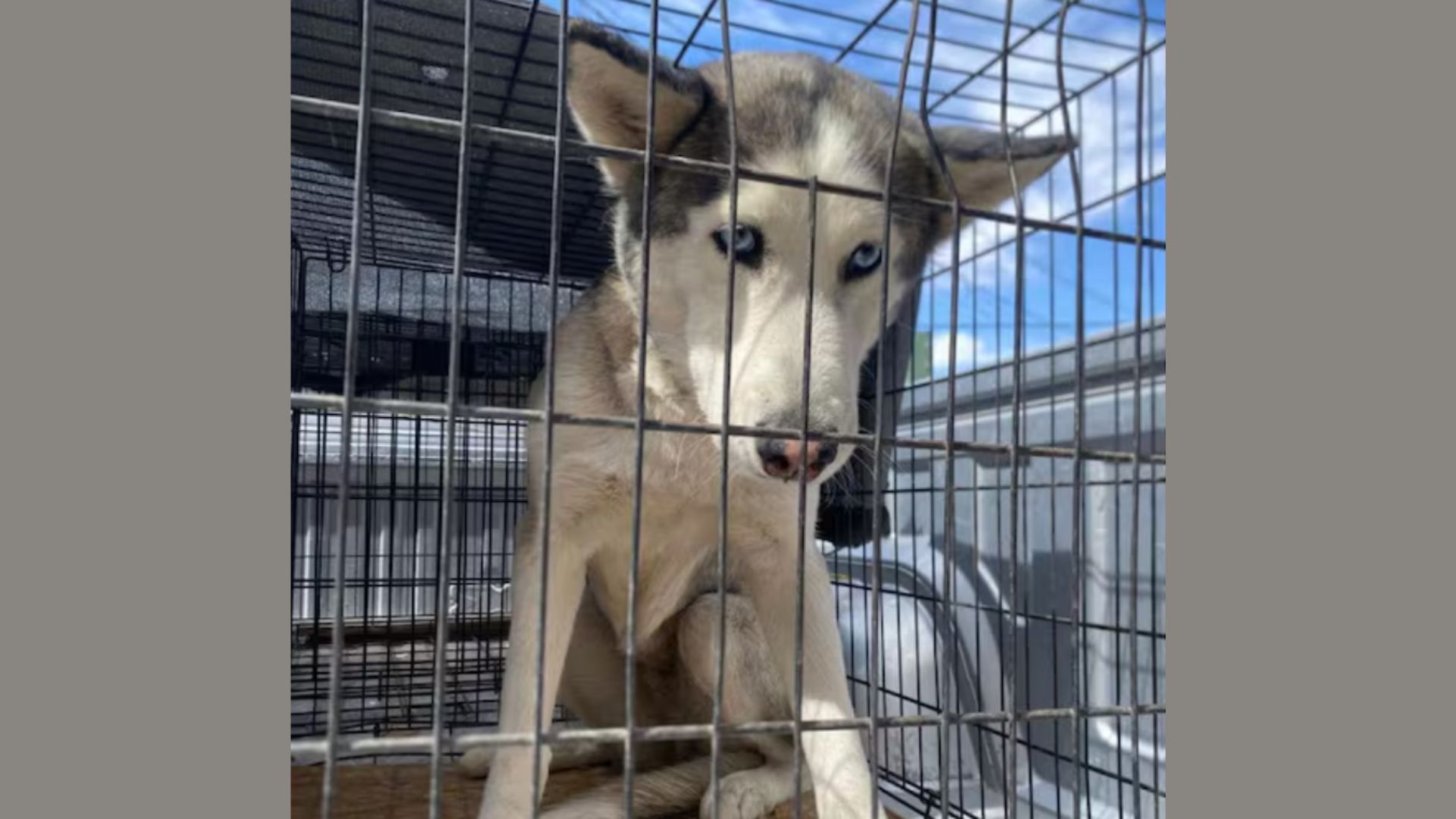 ¿Por qué tantas personas defienden a Sasha, la husky que mordió a un ...