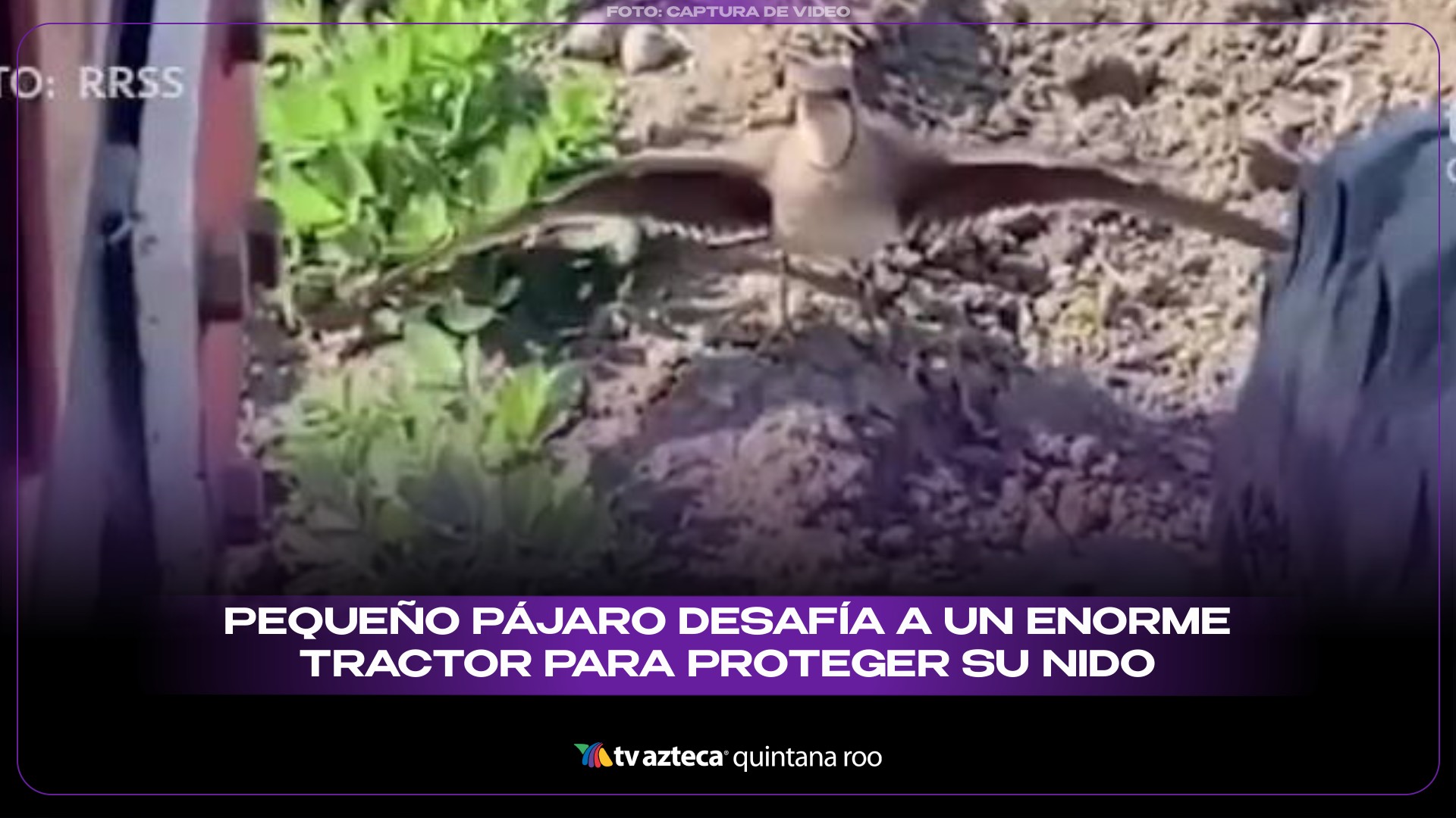 VIDEO: Pequeño pájaro desafía a un enorme tractor para proteger su nido