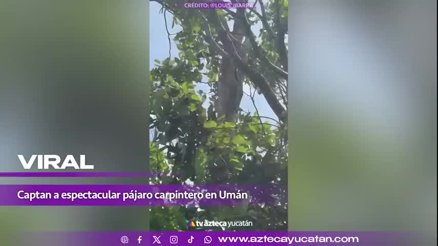 Captan a pájaro carpintero perforando árbol en Umán, Yucatán