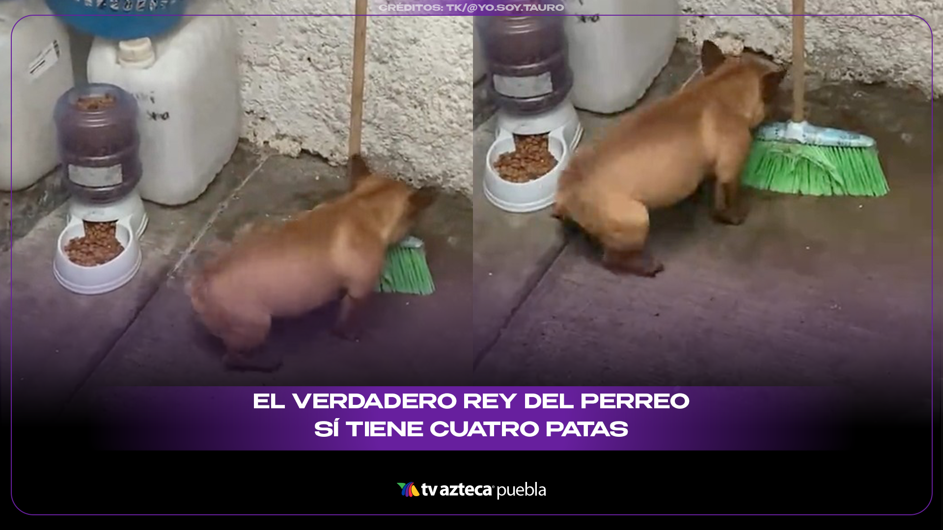 Perrito viral sorprende por bailar al ritmo de la música