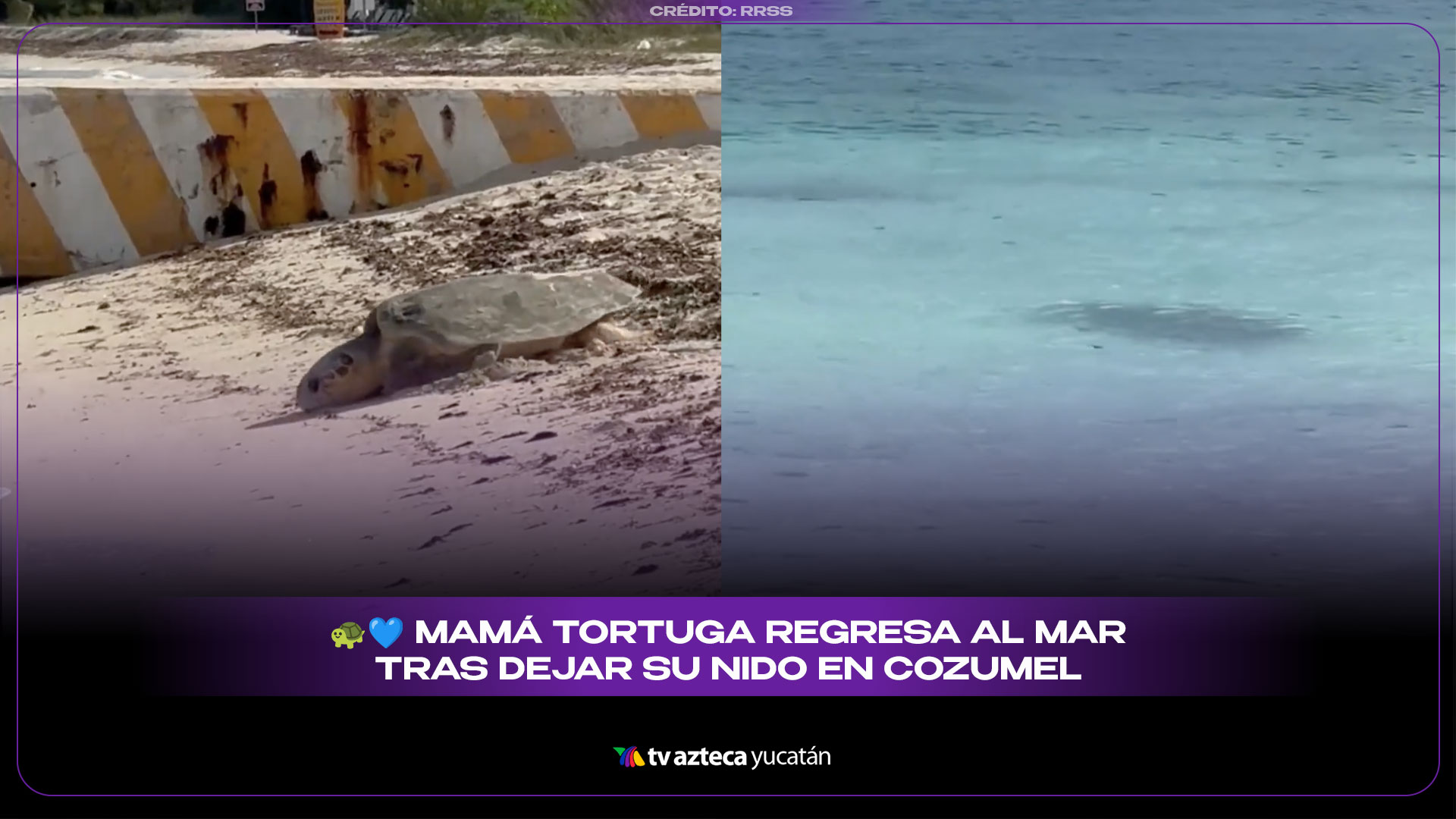 Video: tortuga vuelve al mar después de depositar sus huevos en una ...