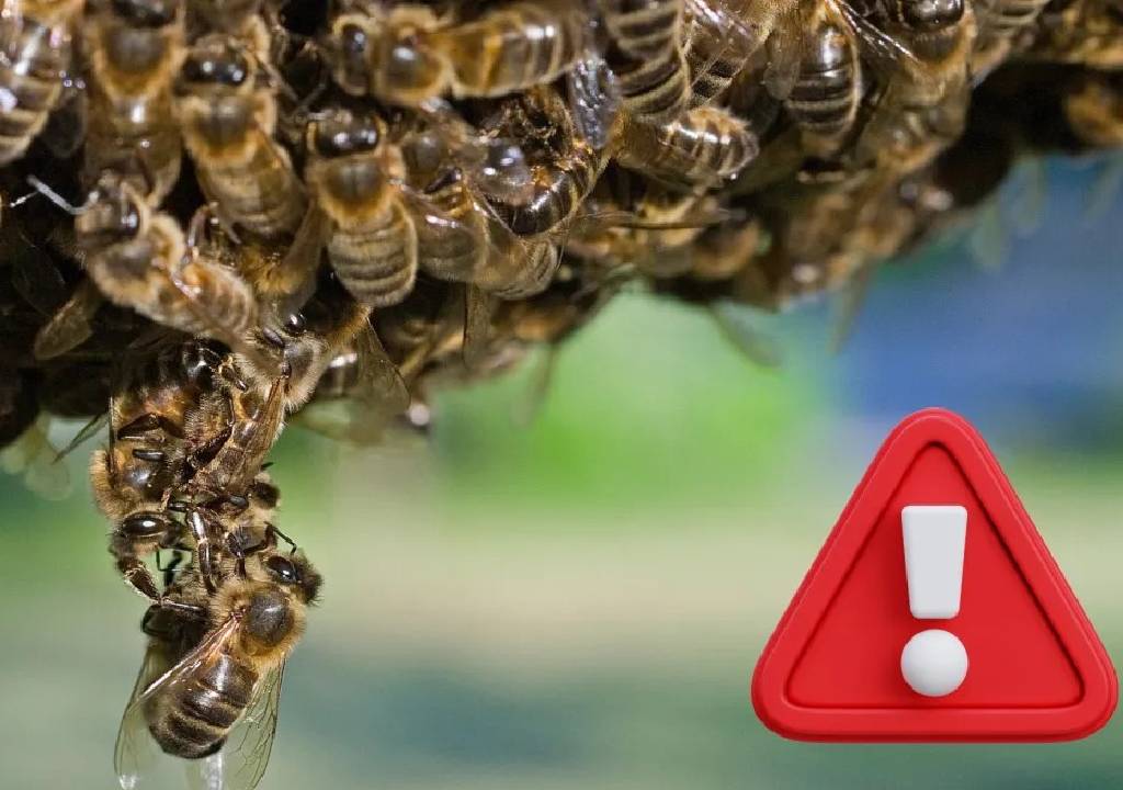Abejas africanas en Xcanatún, en Mérida