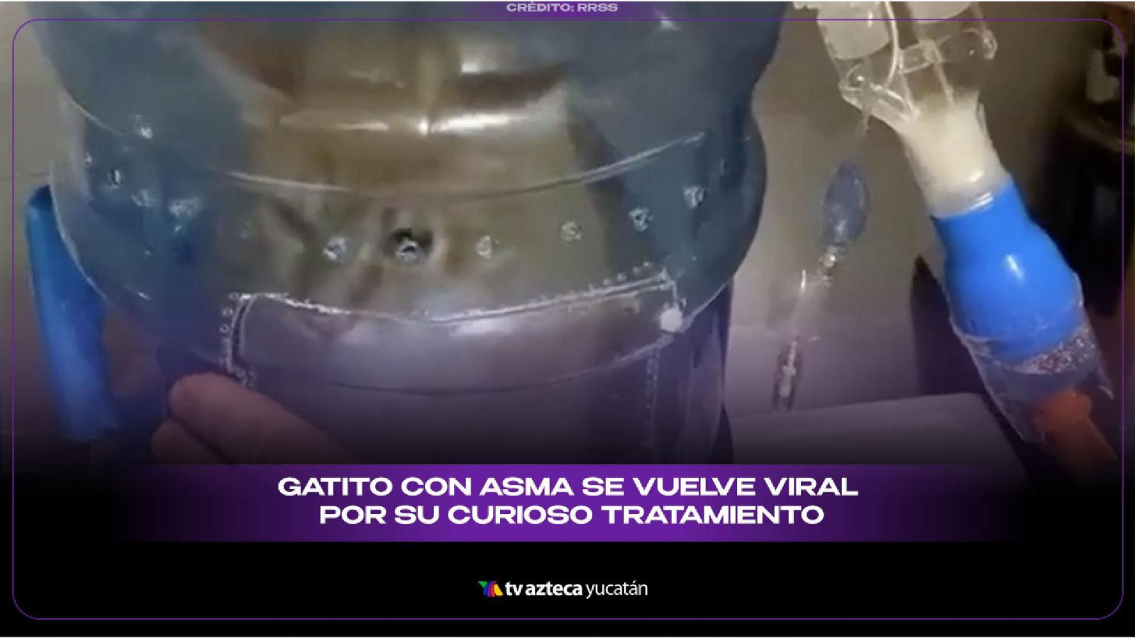 Gatito con asma se hace viral por peculiar tratamiento contra el asma