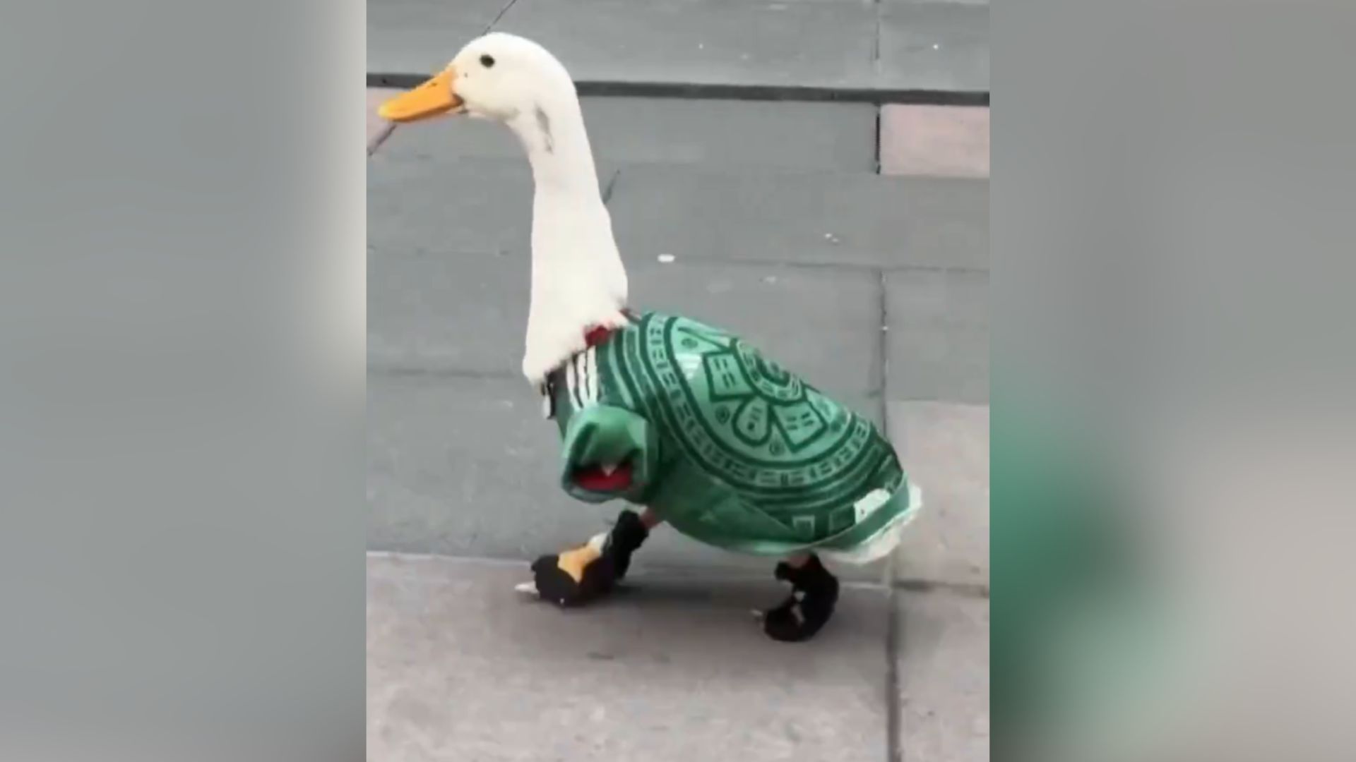 Viral: Conoce a Merlín, el pato aficionado de la Selección Mexicana