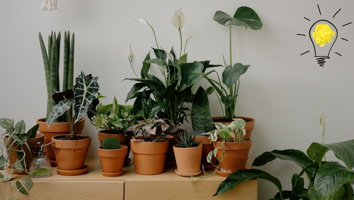 Guía de estilo: 3 ideas aesthetic para renovar tus macetas comunes