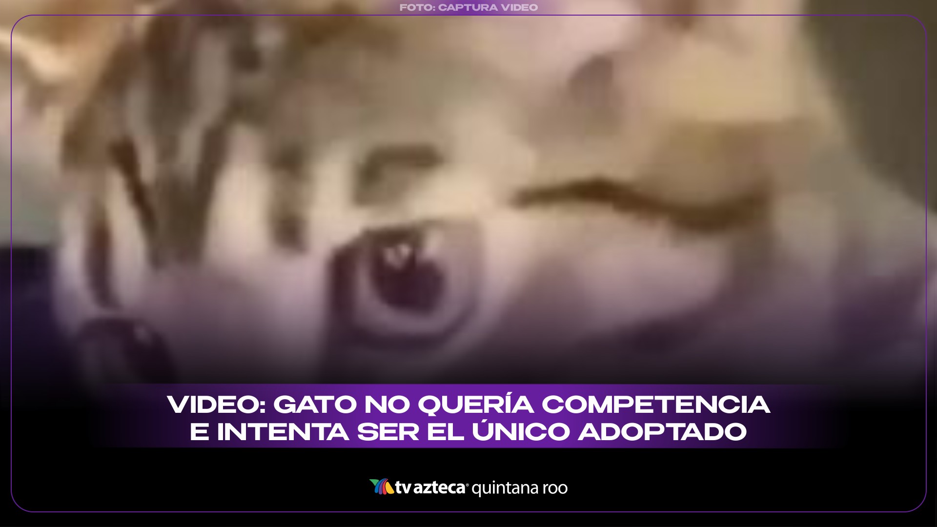 VIDEO: Gato no quería competencia e intenta ser el único adoptado