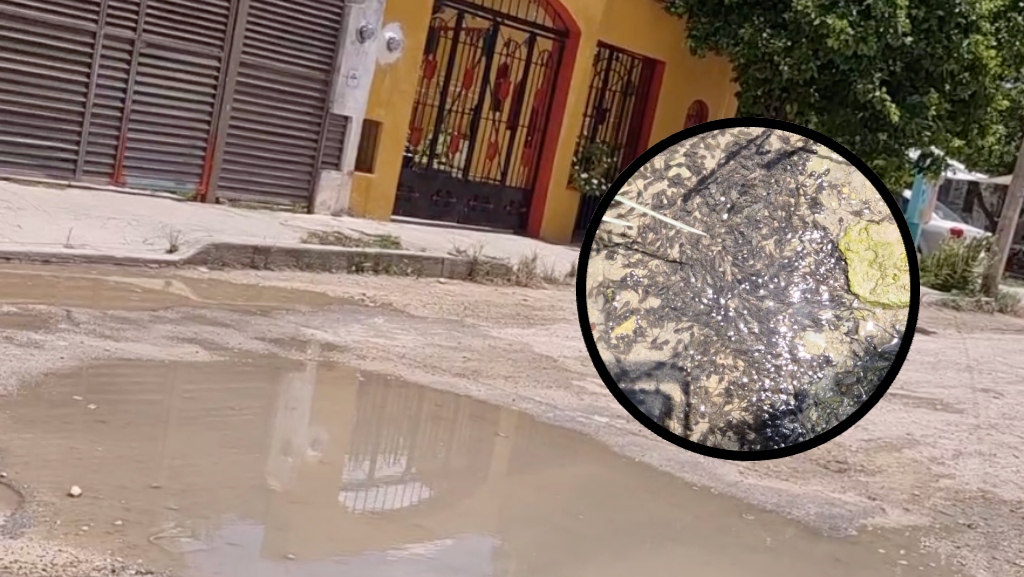 Renacuajos en calles de Kanasín tras inundaciones; video causa indignación