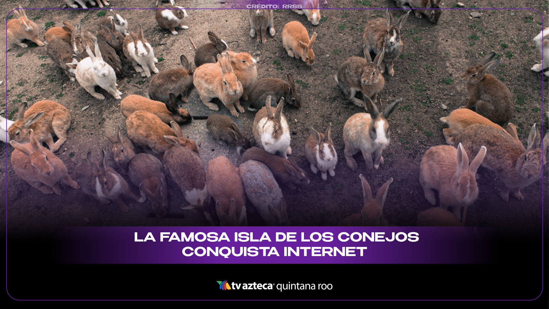 Isla de los Conejos: el destino viral que enamora por sus adorables ...