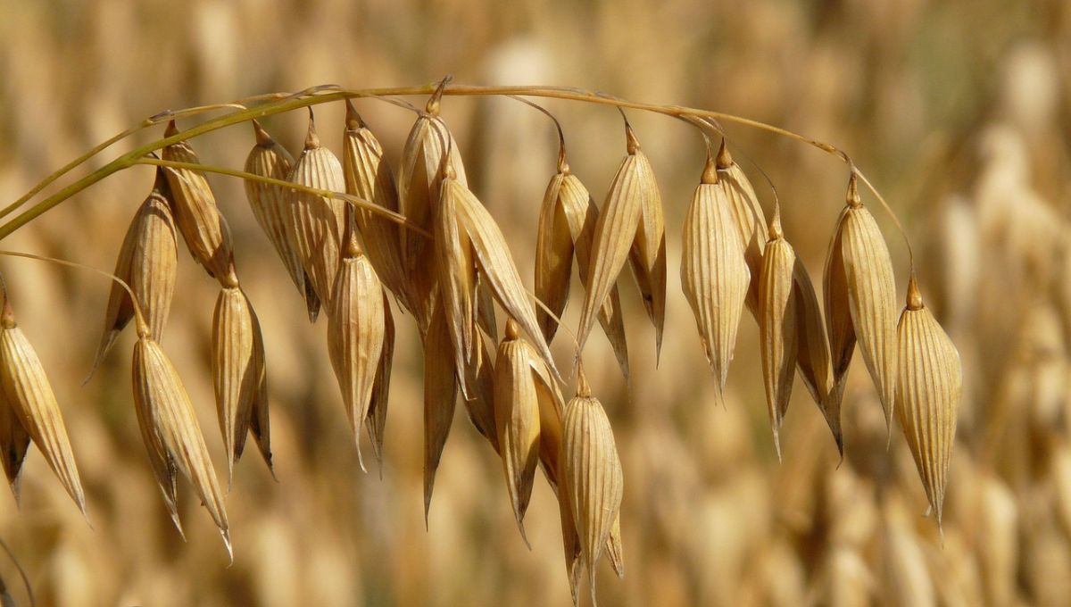 ¿Por qué se dice que la avena es buena para la salud?
