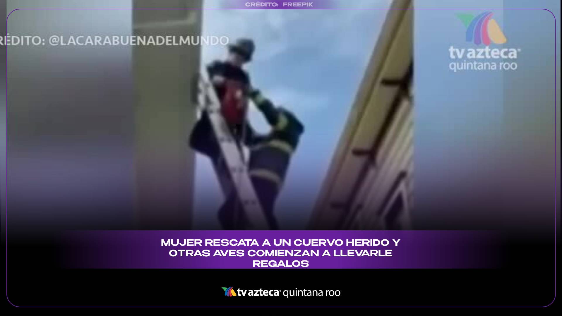 ¡Increíble! Rescató a un cuervo atrapado y ahora las aves le dejan ...