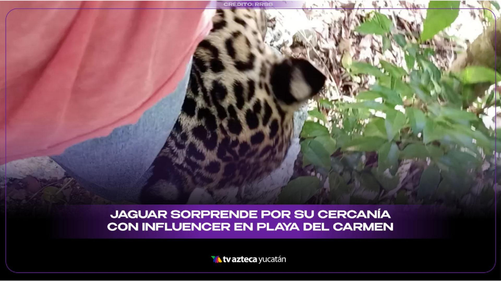 Jaguar cariñoso en la selva yucateca se hace viral en redes sociales: VIDEO
